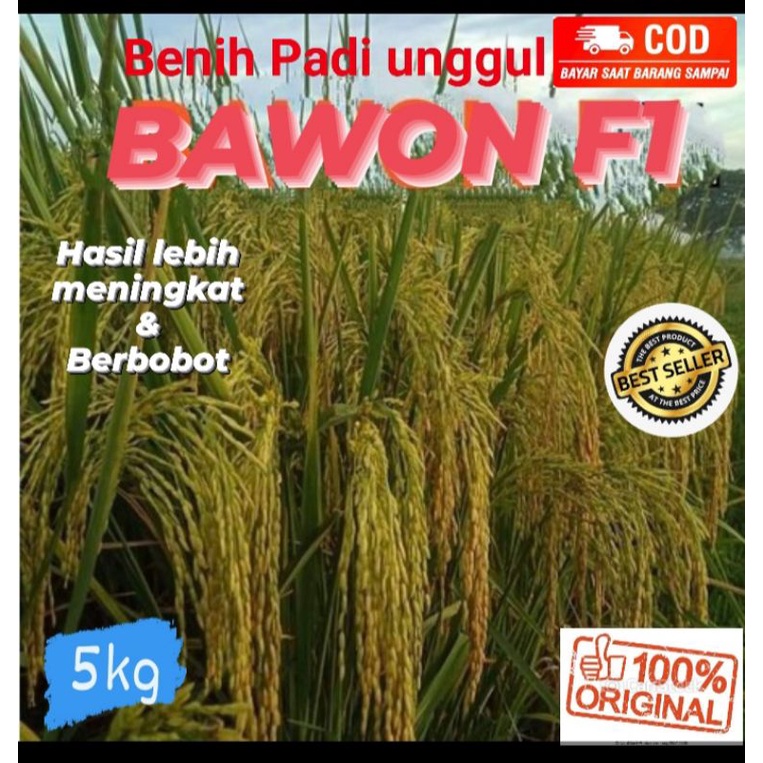 Jual Benih Padi Unggul BAWON 01 kemasan 5kg premium | Shopee Indonesia