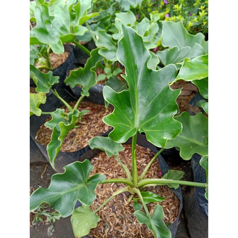 Jual tanaman hias monstera jari // phillodendron selloum | Shopee Indonesia