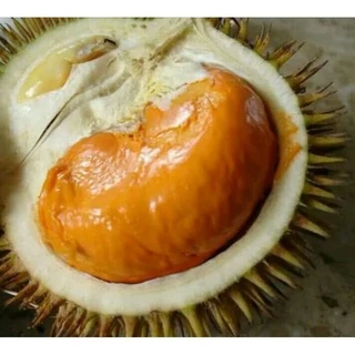 Jual Buah Lay Terlengkap & Harga Terbaru Maret 2026 | Shopee Indonesia