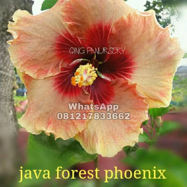 Jual Tanaman hidup langka bunga Hibiscus Java Forest Phoenix | Bunga ...