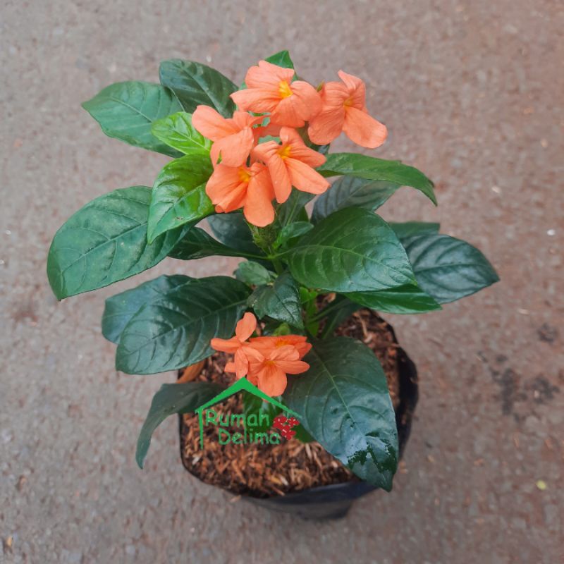 Jual Tanaman bunga kasandra / tanaman crossandra | Shopee Indonesia