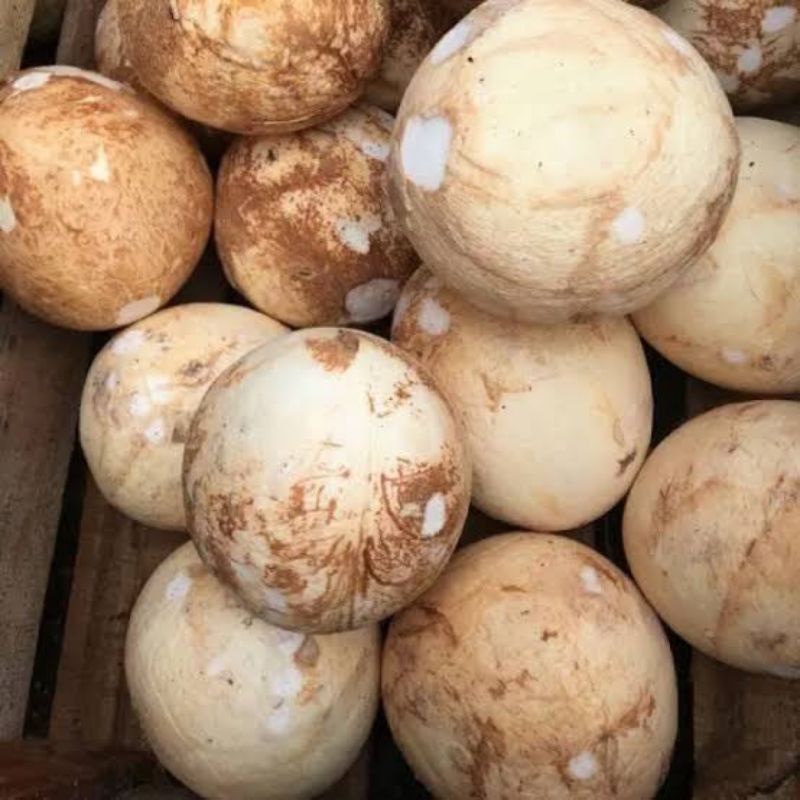 Jual Satu Butir/Buah Kelapa Muda/Sedang/Tua Bulat Utuh - Kupas/Kerik ...