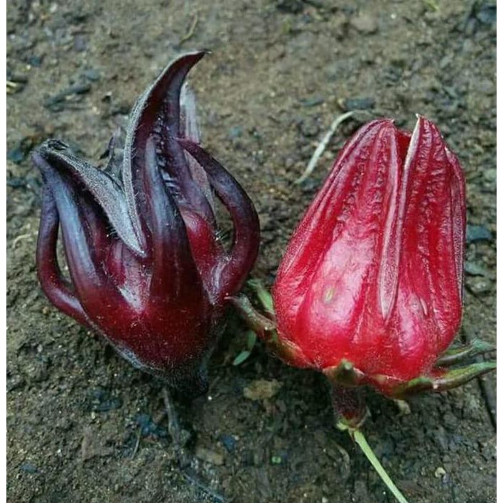 Jual Bibit Tanaman Benih Biji Bunga Rosella Ungu Hitam 200 G | Shopee ...