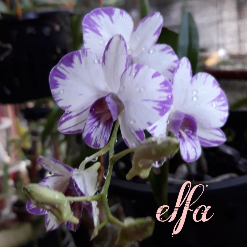 Jual Dendrobium Enobi purple splash (dendro mini) | Shopee Indonesia