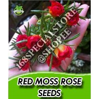Jual Benih Bunga Moss Rose Merah Portulaca Grandiflora (Isi 10 biji ...