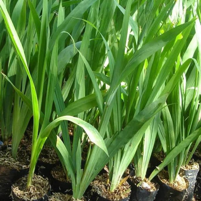 Jual Tanaman airis/pohon irish bunga kuning | Shopee Indonesia