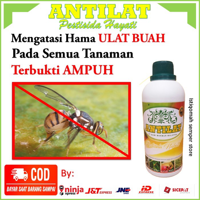 Jual OBAT ANTILAT Pestisida Nabati Untuk Mengatasi Hama Ulat Buah Pada Semua Jenis Tanaman ...