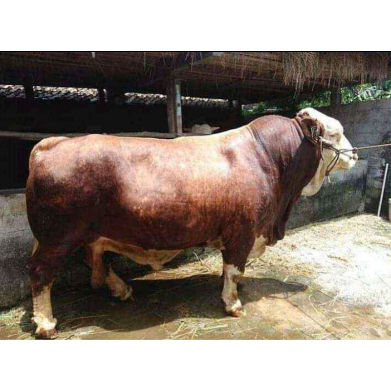 Jual perawatan sapi dan kambing Extra kelapa | Shopee Indonesia