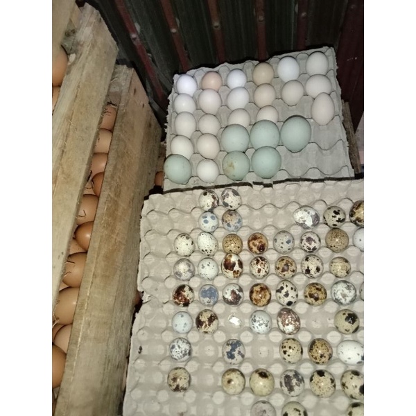 Jual Macam-Macam Telur | Shopee Indonesia