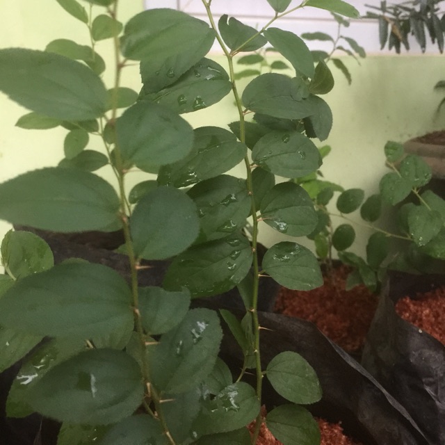Jual Daun Bidara Segar ciputat bintaro 50lembar | Shopee Indonesia