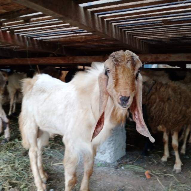 Jual KAMBING QURBAN & Aqiqah | Shopee Indonesia