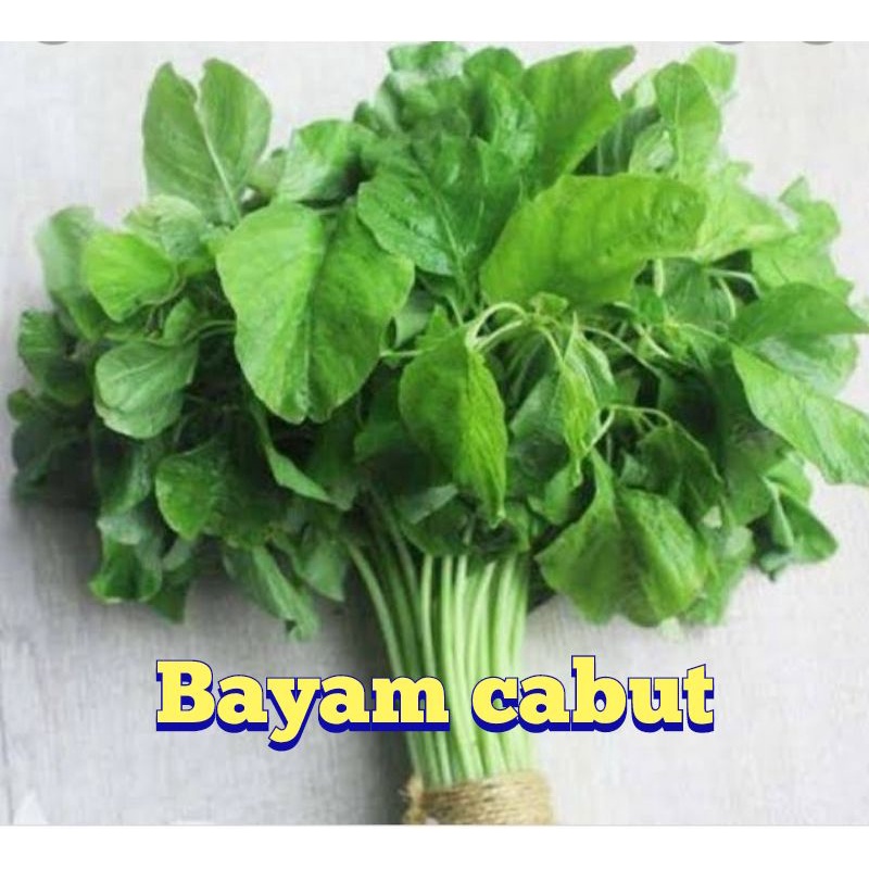 Jual benih/biji bayam cabut (100 gram ) | Shopee Indonesia