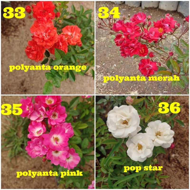 Jual PAKET TANAMAN BUNGA MAWAR RAMBAT (CLIMBING ROSE) | Shopee Indonesia