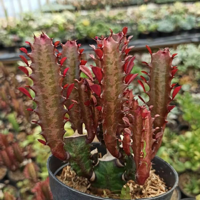 Jual euphorbia trigona merah murah kaktus sekulen sukulen red trigona ...