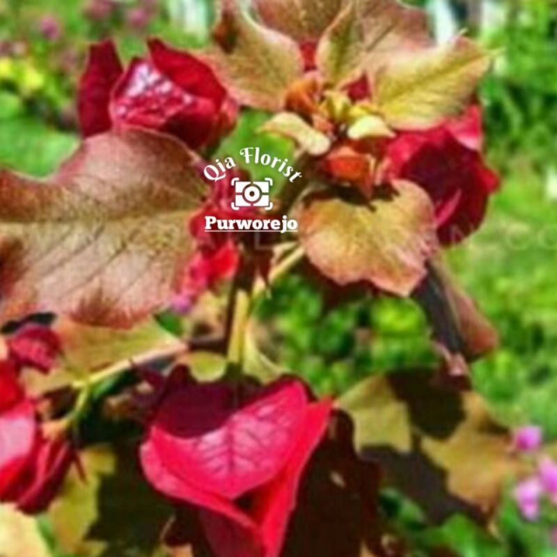Jual NEW!!TANAMAN HIAS BUGENVIL BUNGA KERTAS//KAKI ITIK | Shopee Indonesia