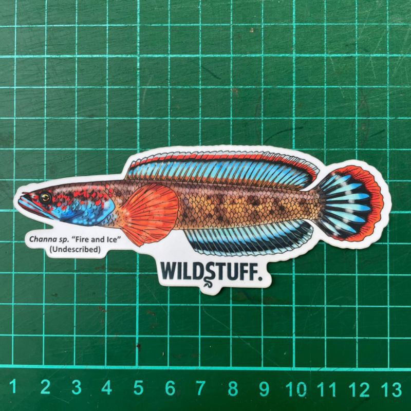 Jual Sticker Wildstuff - Channa sp Fire and Ice - Channa Fire Ice ...
