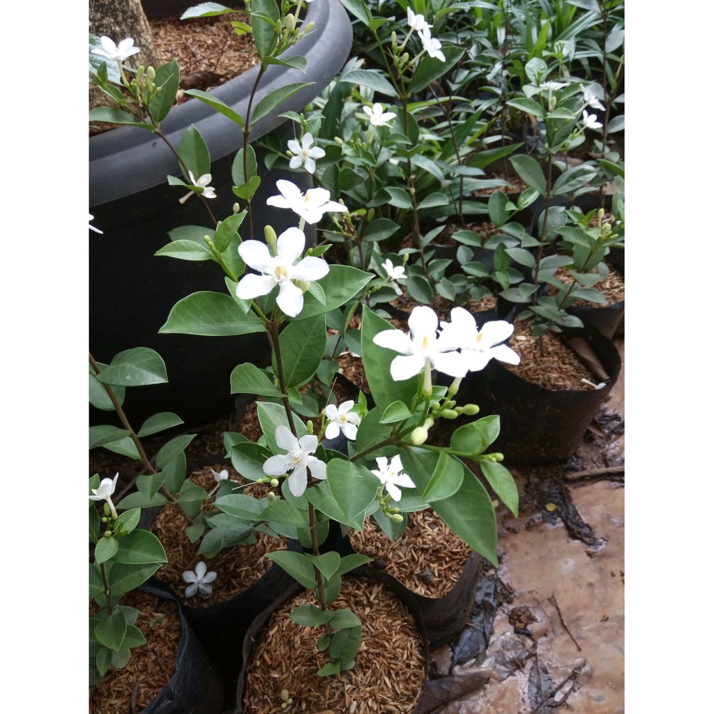 Jual Bibit Tanaman Bunga Melati Jawa (ORIGINAL) | Shopee Indonesia