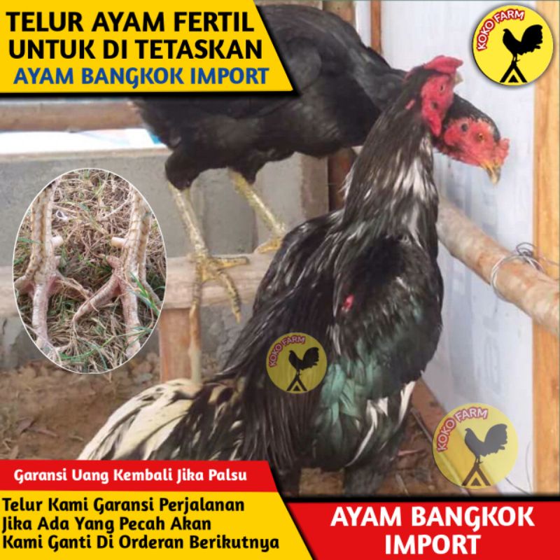 Jual TELUR TETAS FERTIL AYAM BANGKOK THAILAND X BABON BANGKOK IMPORT F1 ...