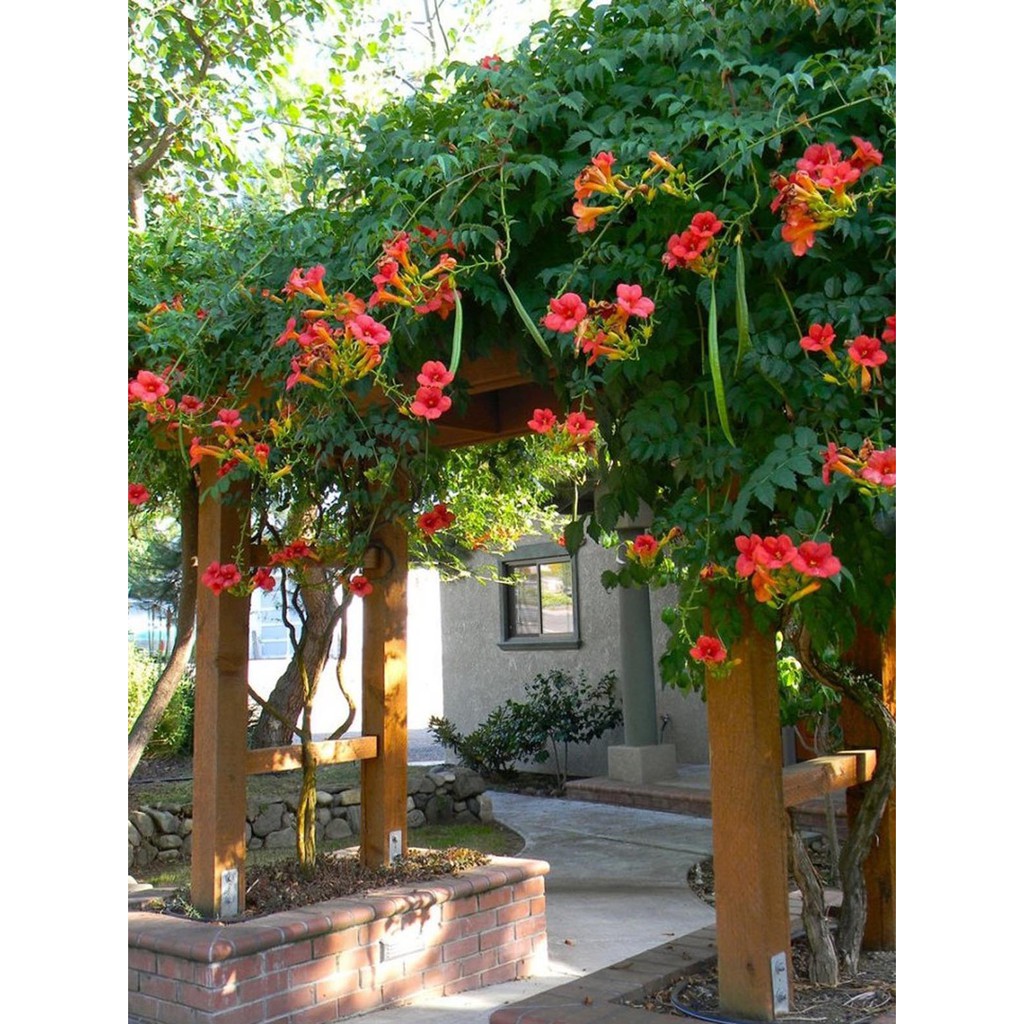 Jual Biji Bunga Trumpet Creeper Vine - Tanaman Merambat Bunga Terompet ...