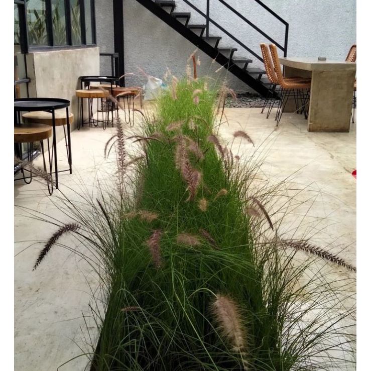 Jual Tanaman hias ekor kuda alang alang/buntut kuda/tanaman hidup/bunga ...