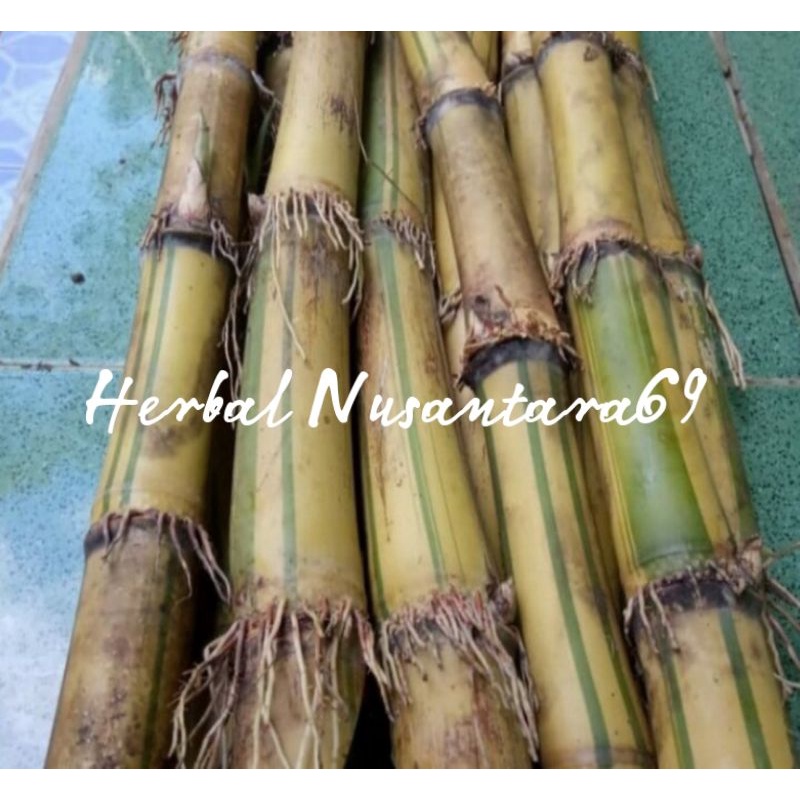 Jual Bibit STEK Tebu Kuning Manis 20cm | Shopee Indonesia