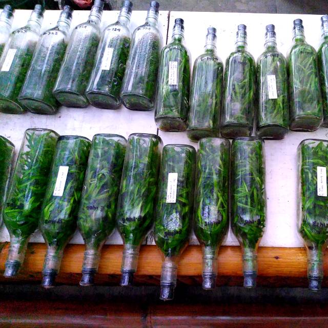 Jual ANGGREK BOTOL / ANGGREK BOTOLAN DENDROBIUM / BIBIT ANGGREK ...
