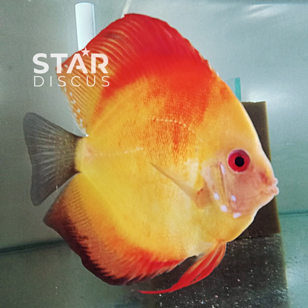 Jual Discus Yellow Sunset 4 inch (jantan) | Shopee Indonesia