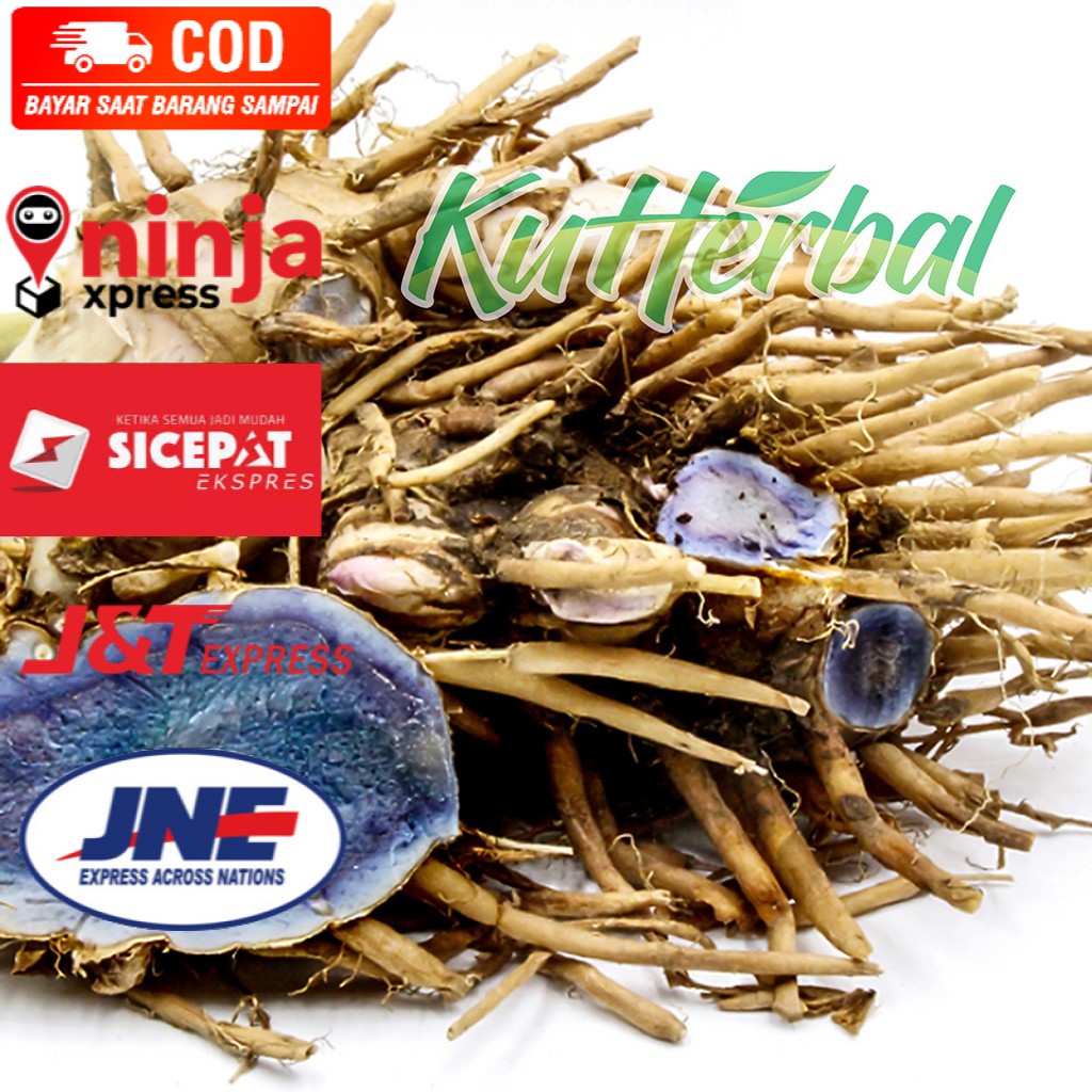 Jual Temu Hitam temu ireng Kunyit hitam CURCUMA AERUGINOSA 1kg | Shopee ...