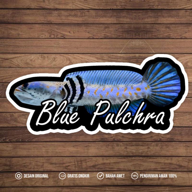 Jual STIKER CHANNA PULCHRA PULCRA LIMBATA | Shopee Indonesia