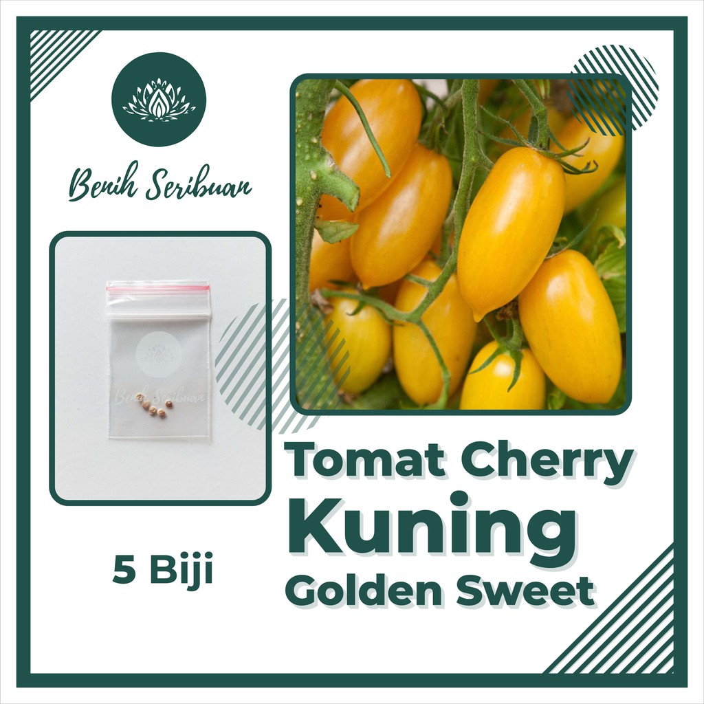 Jual 5 Bibit Tomat Cherry Kuning F1 Golden Sweet Beni Sayuran Cerry ...