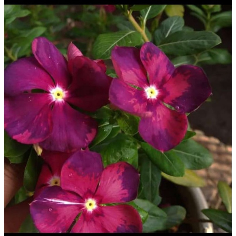Jual biji vinca merah tutul | Shopee Indonesia