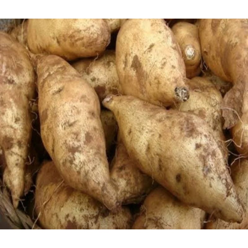 Jual UBI KUNING KHAS KUNINGAN/1Kg | Shopee Indonesia