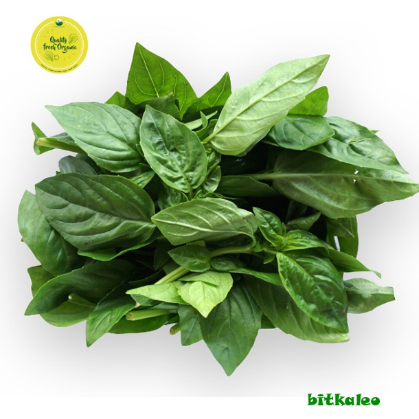 Jual Basil Organik 100 gr (PO) | Shopee Indonesia