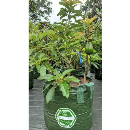 Jual Entress/Cutting Fresh Alpukat Miki Original | Shopee Indonesia
