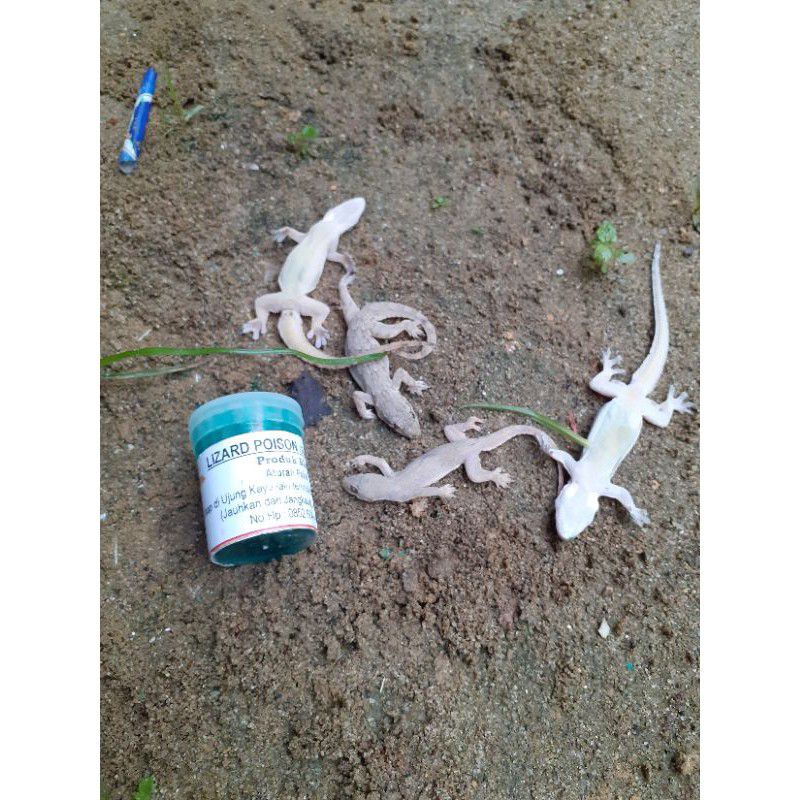 Jual racun cicak tokek | Shopee Indonesia