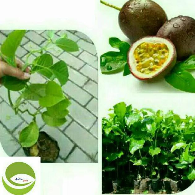 Jual Bibit Pohon Buah Markisa Merah Manis/Tanaman Merambat | Shopee Indonesia