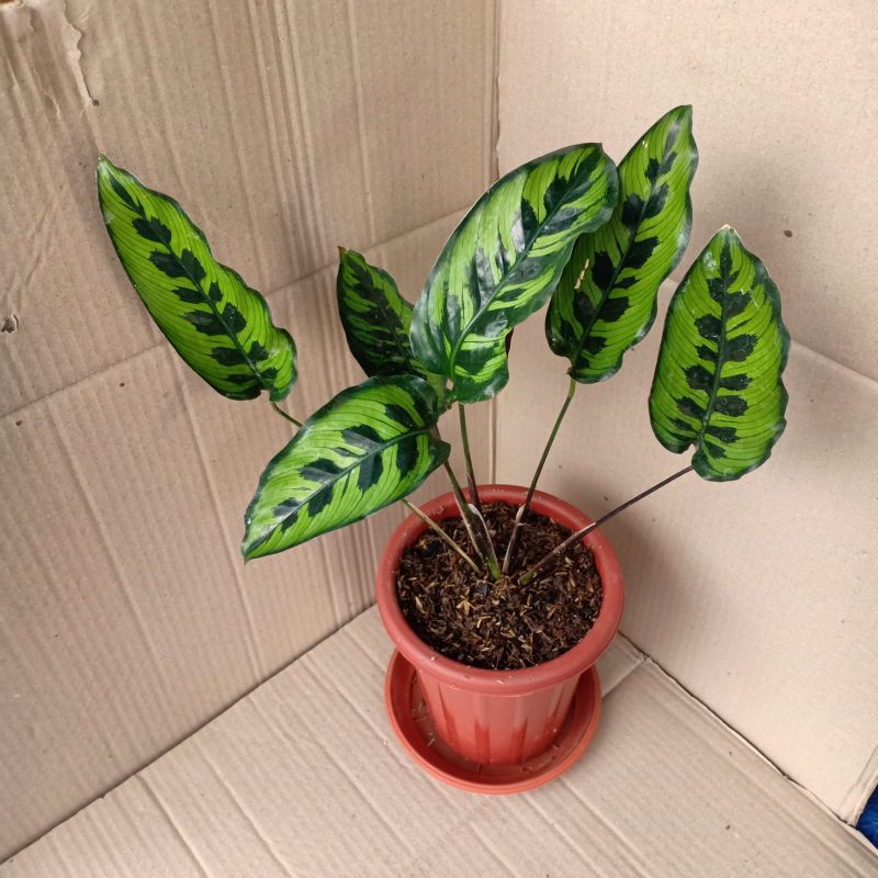 Jual Tanaman hias calathea Wilson princeps | Shopee Indonesia