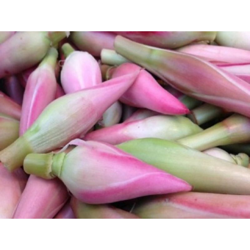 Jual Kincung Kecombrang Bunga Rias Fresh 250gr | Shopee Indonesia