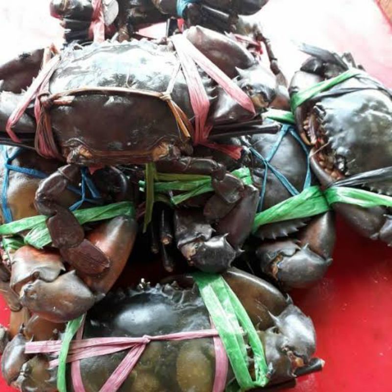 Jual Kepiting Segar 1 Kg | Shopee Indonesia