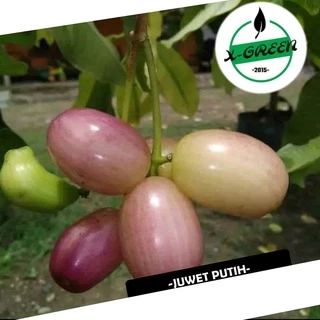 Jual Buah Juet Terlengkap & Harga Terbaru Mei 2024 | Shopee Indonesia