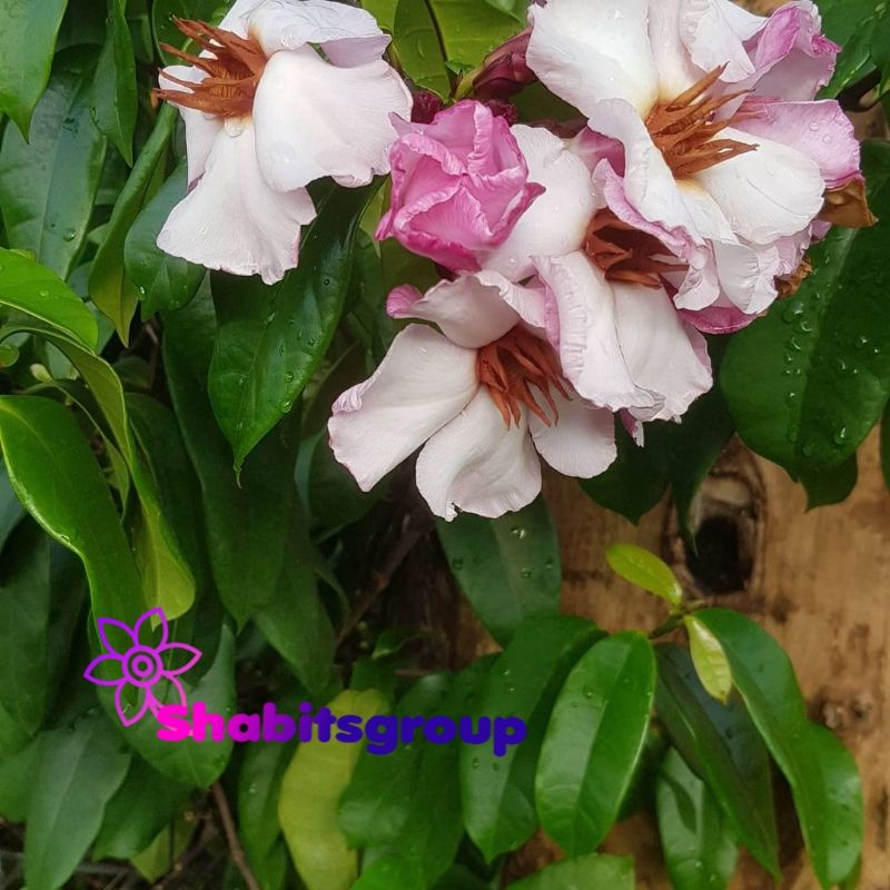 Jual [BISA COD] Tanaman Strophantus Gratus/Melati Papua (Bunga Rambat ...
