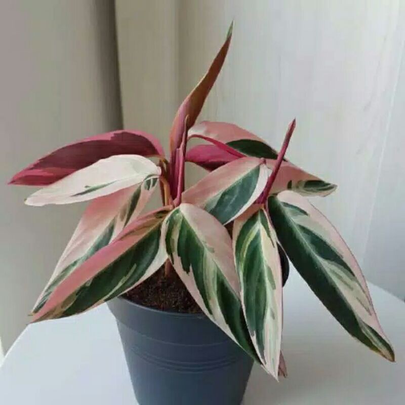 Jual calathea tri colour (anakan) | Shopee Indonesia