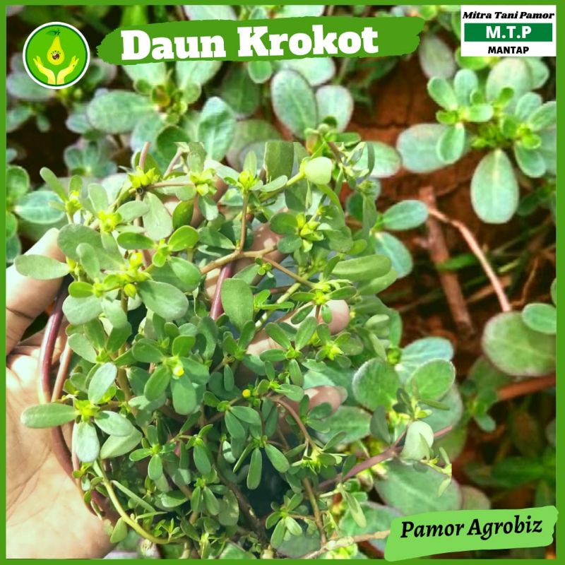 Jual Daun Krokot Gelang Portulaca Oleracea Segar - Herbal Pengobatan ...