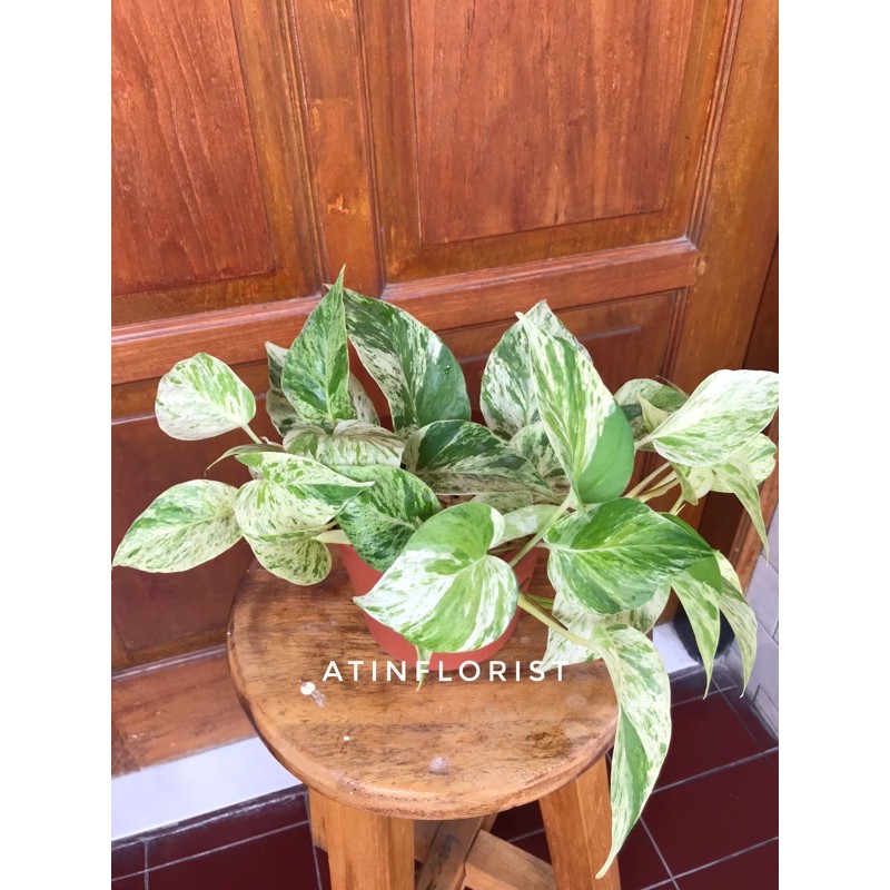 Jual Tanaman Hias Sirih Marble (sirih marbel) | Shopee Indonesia