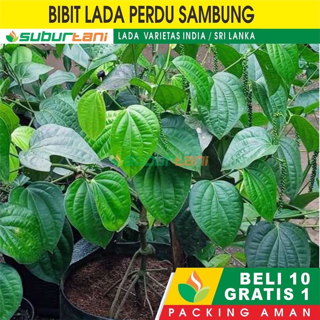 Jual Lada Perdu India Sambung Melada | Shopee Indonesia