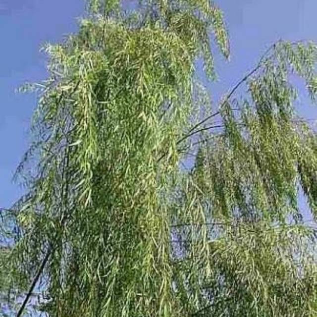 Jual Pohon Liang liu Tanaman Perdu | Shopee Indonesia