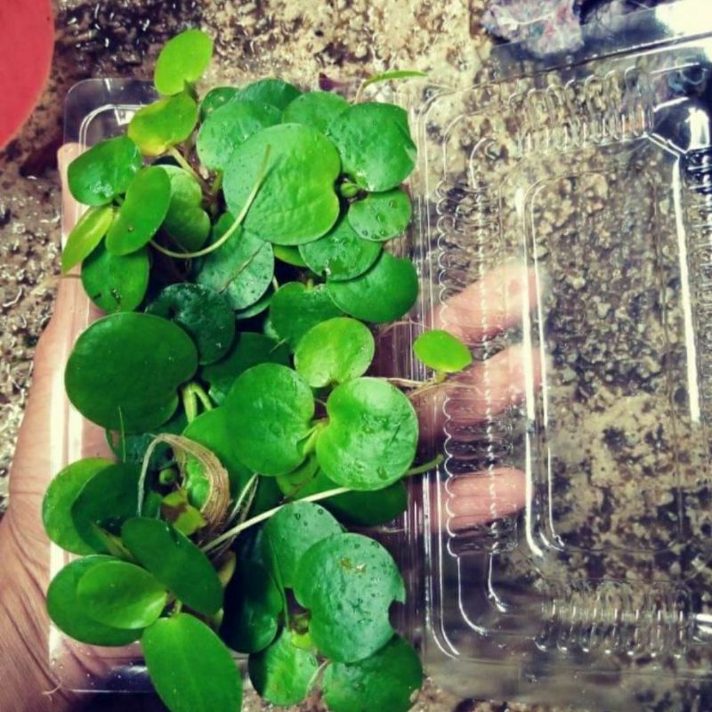 Jual Tanaman Amazon Frogbit 1 Cup banyak Tanaman Apung Aquarium cupang ...