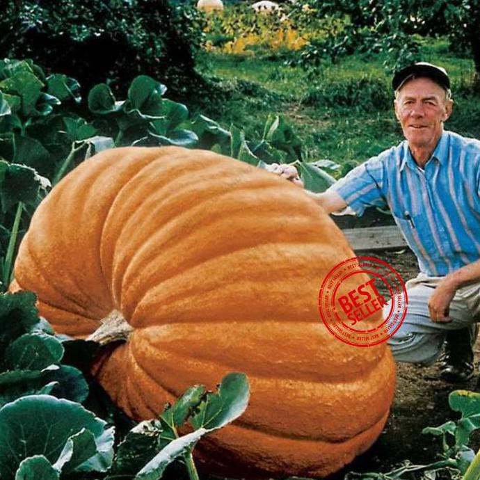 Jual BIBIT TANAMAN BUAH LABU RAKSASA TRUE GIANT PUMPKIN BENIH BIBIT ...
