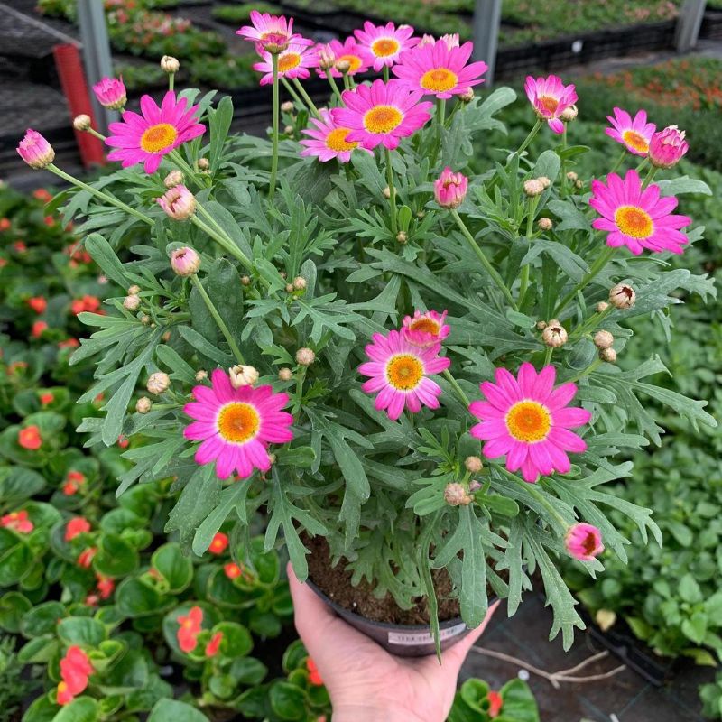 Jual Tanaman Hidup Bunga Daisy (BISA PILIH WARNA) | Shopee Indonesia