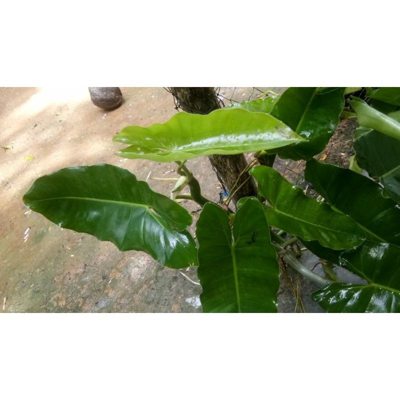 Jual philodendron, philo brekele/ Burle marx | Shopee Indonesia